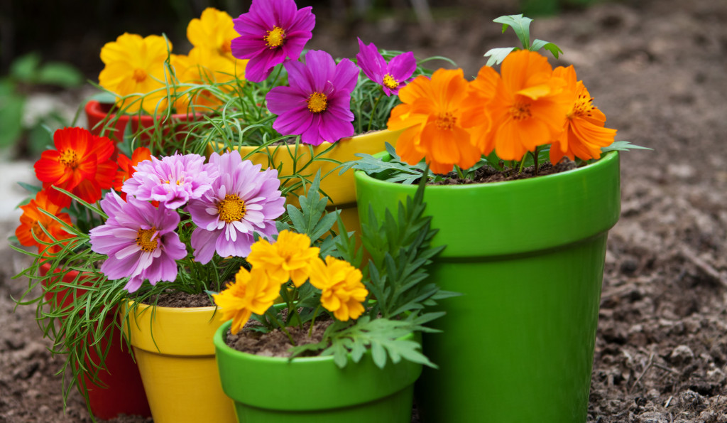 flower-pots - Clement Farms Greenhouses